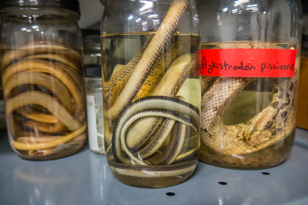 Museum of Natural History Represents ‘Snapshot in Time’ through Collections