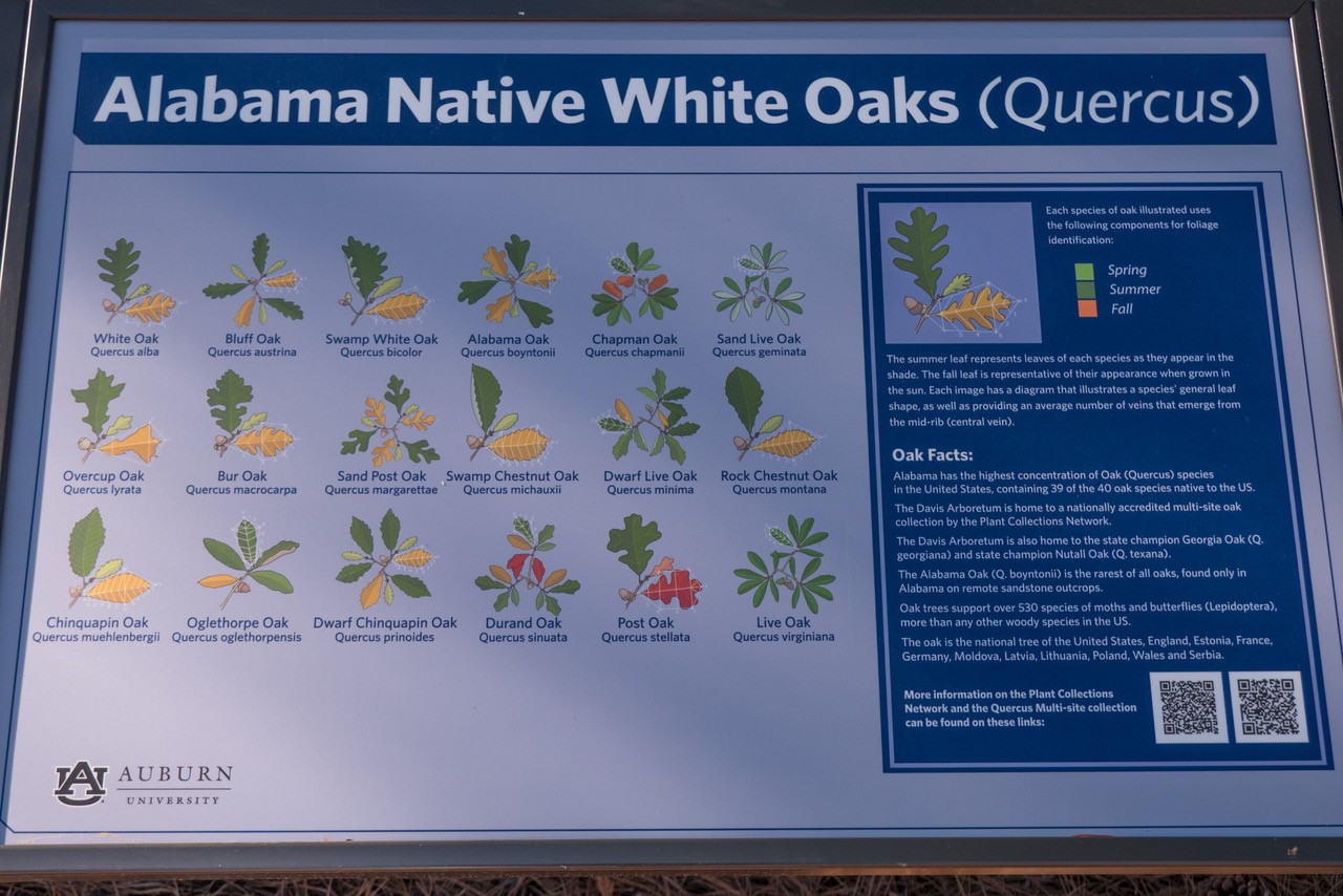 Auburn's Arboretum Unveils New Oaks' Alley Display